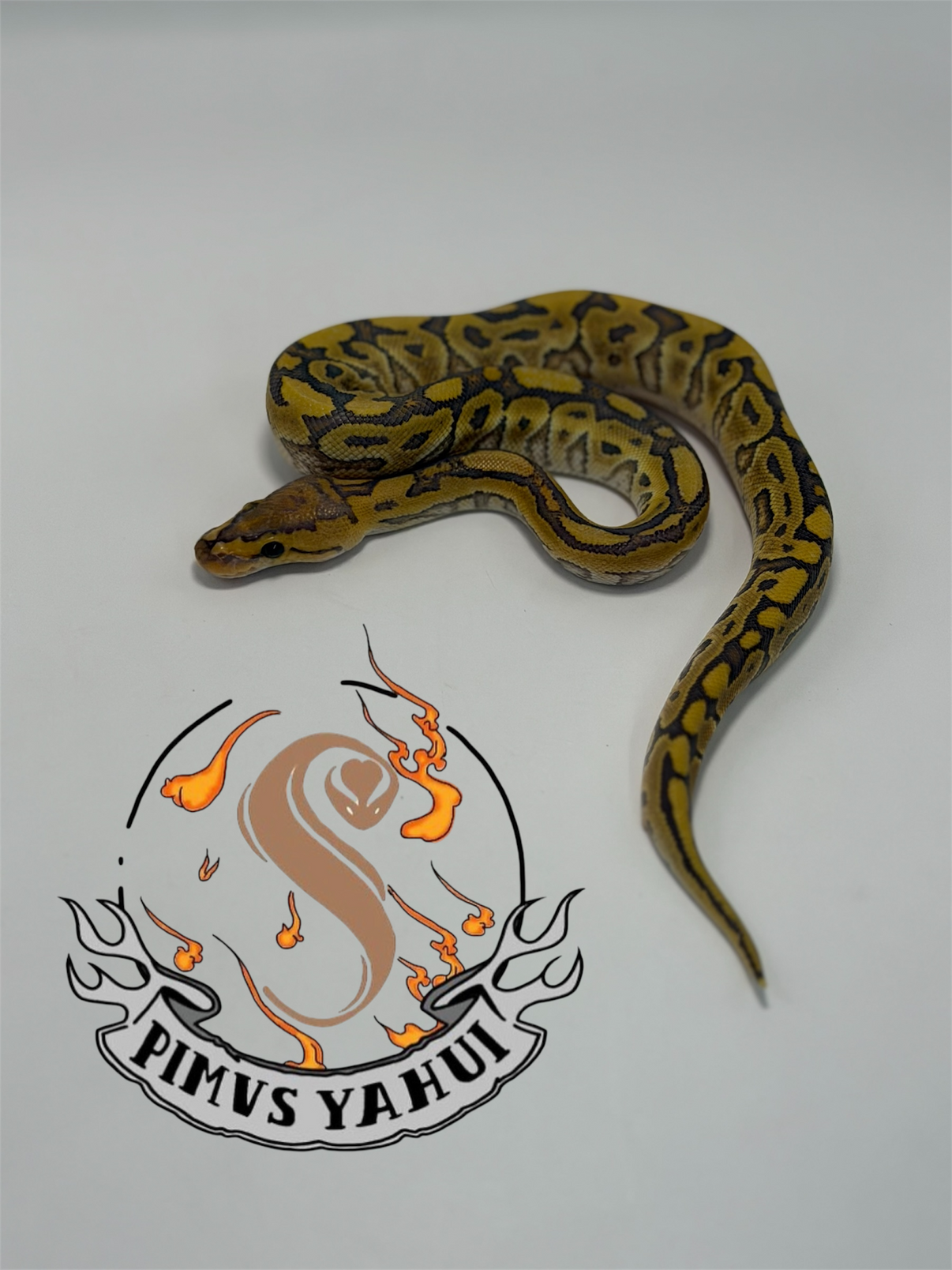 Cypress spotnose hypo crypton macho – PIMVS YAHUI