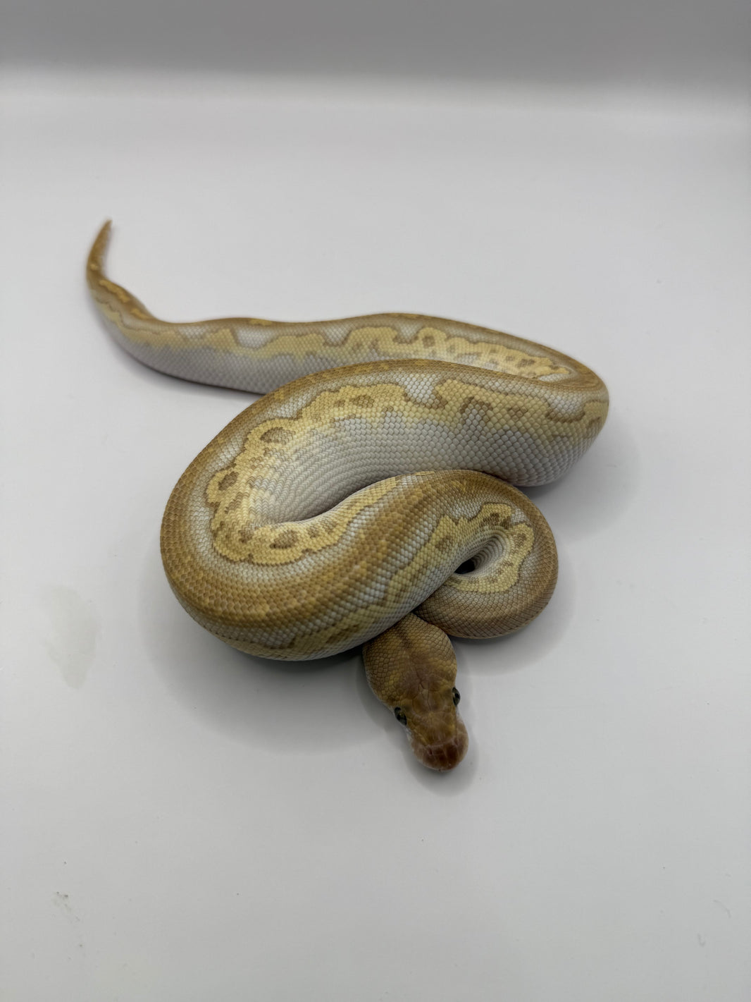 Productos – PIMVS YAHUI